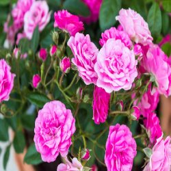 ANTIQUE ROSE – B31 – PUSPITA NURSERY